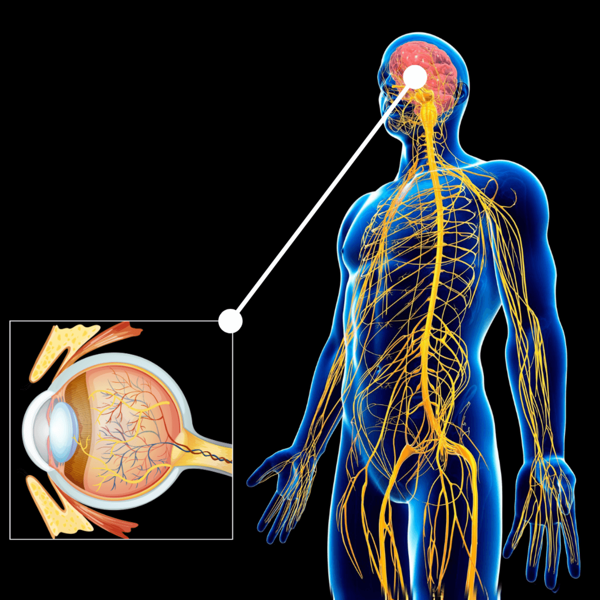 Understanding the Ocular Health Implications of Dysautonomia in Sjögren ...
